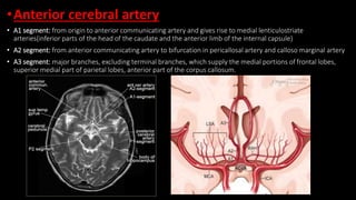 vascular supply of brain | PPTX