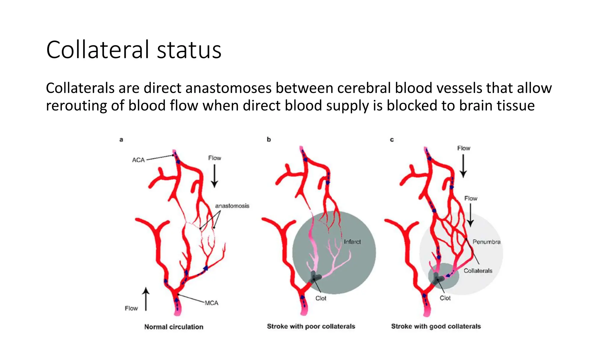 vascular supply of brain and spinal cord - Copy.pptx
