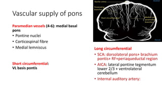 vascular supply of brain and spinal cord - Copy.pptx
