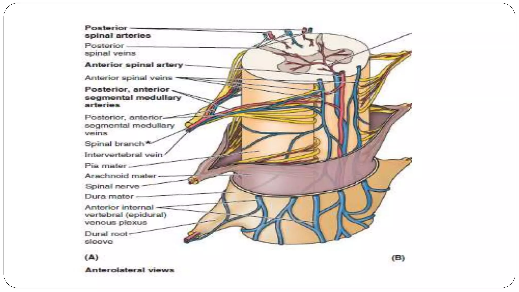 Vascular supply of spinal cord dr bikal | PPTX