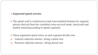 Vascular supply of spinal cord dr bikal | PPTX