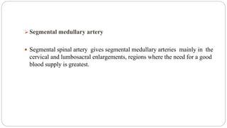 Vascular supply of spinal cord dr bikal | PPTX