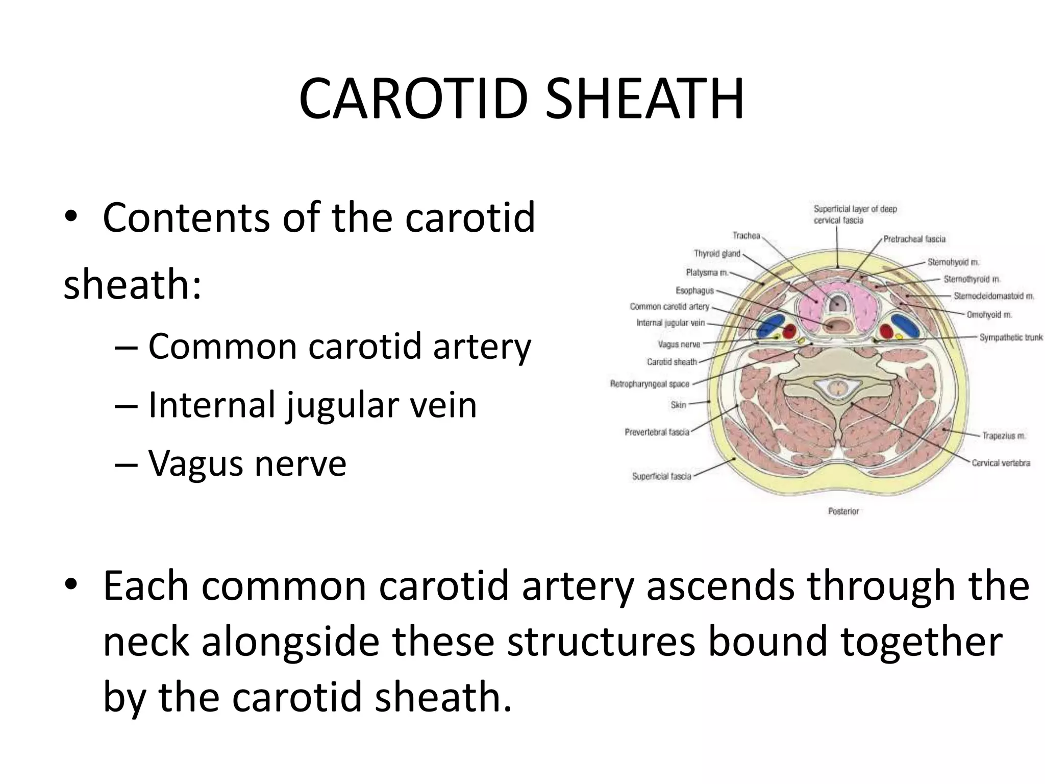 Vascular system in the head and neck | PPTX