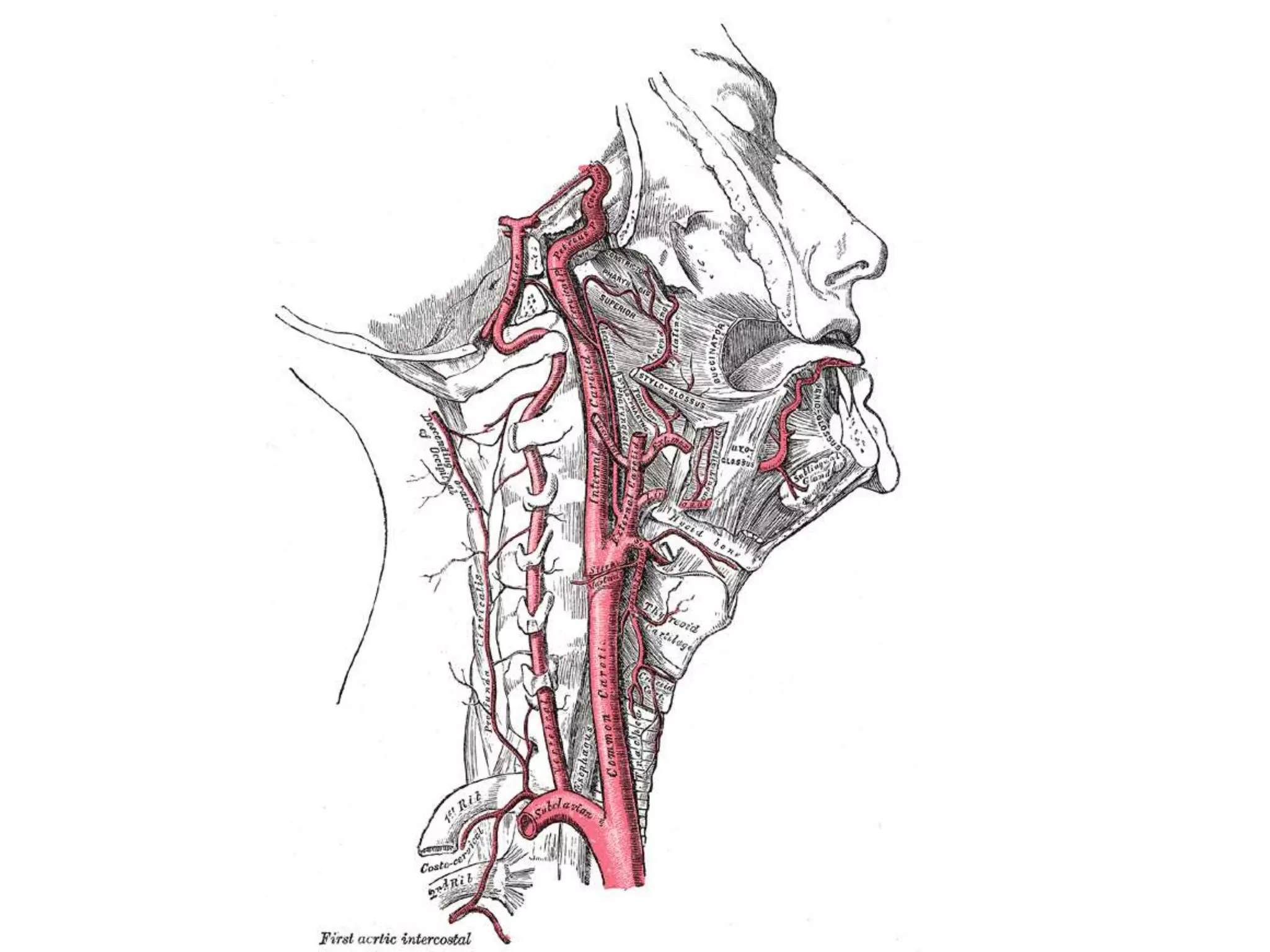 Vascular system in the head and neck | PPTX