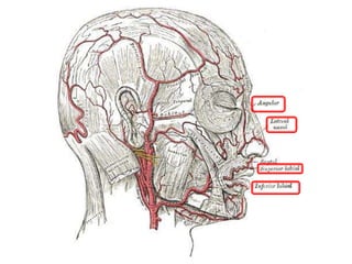 Vascular system in the head and neck | PPTX