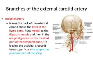 Vascular system in the head and neck | PPTX