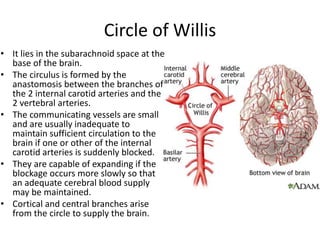 Vascular system in the head and neck | PPTX