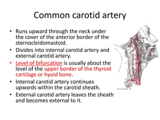 Vascular system in the head and neck | PPTX