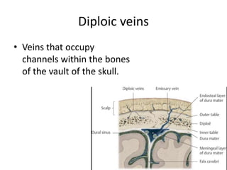 Vascular system in the head and neck | PPTX
