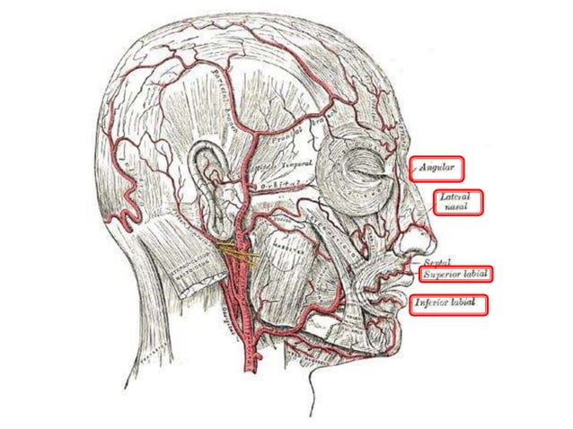 Vascular system in the head and neck | PPT