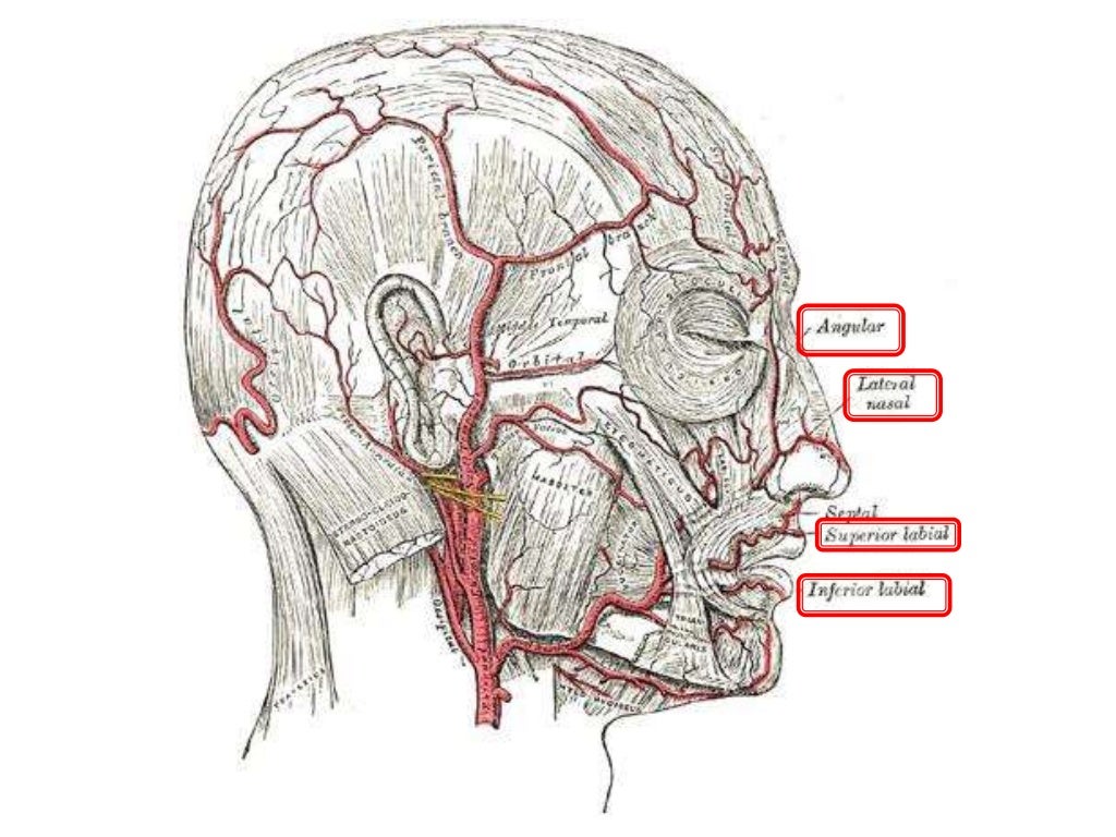 Vascular system in the head and neck