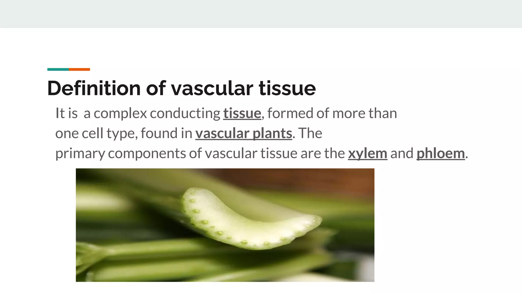 Vascular tissue | PPTX