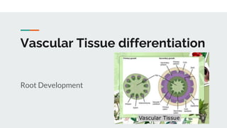 Vascular tissue | PPTX