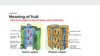 Vascular tissue | PPTX