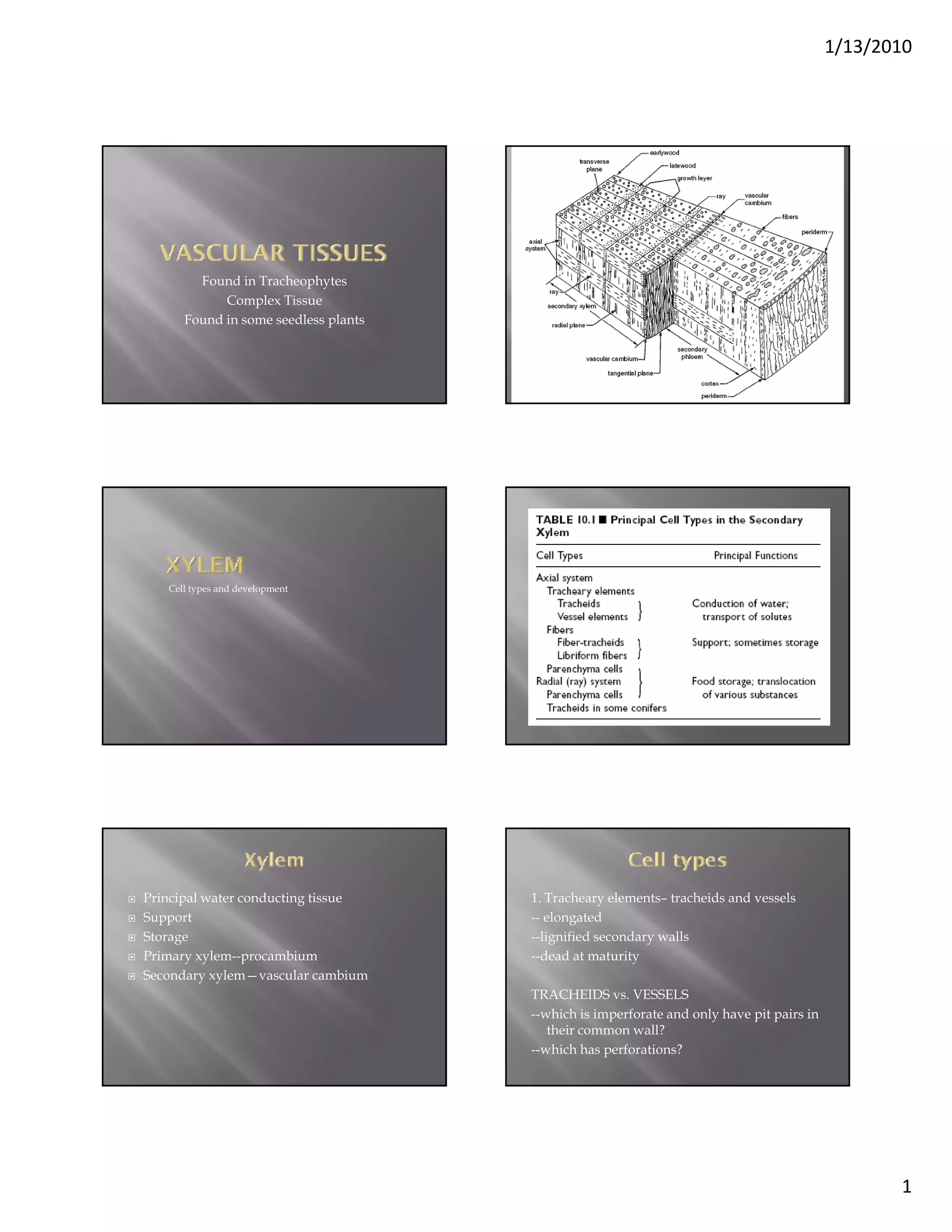 Vascular Tissues | PDF