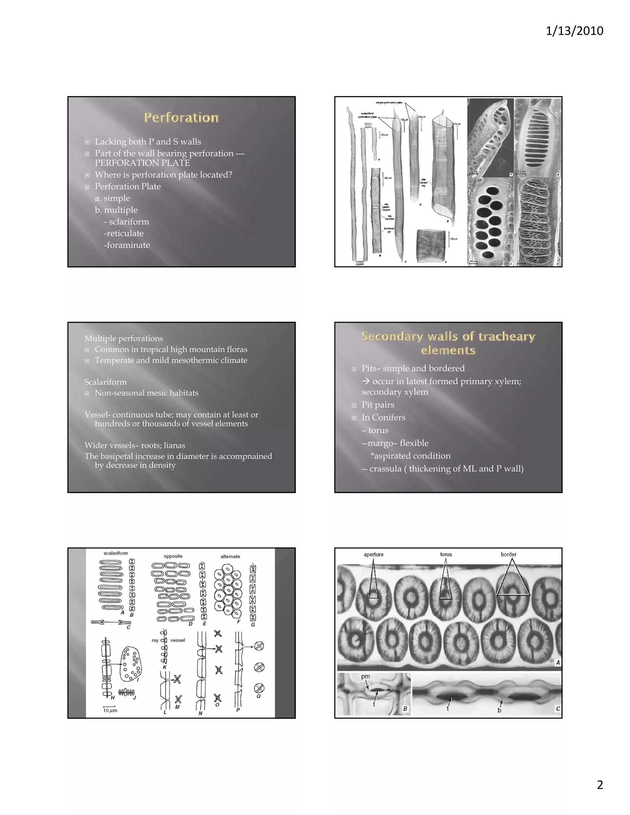 Vascular Tissues | PDF
