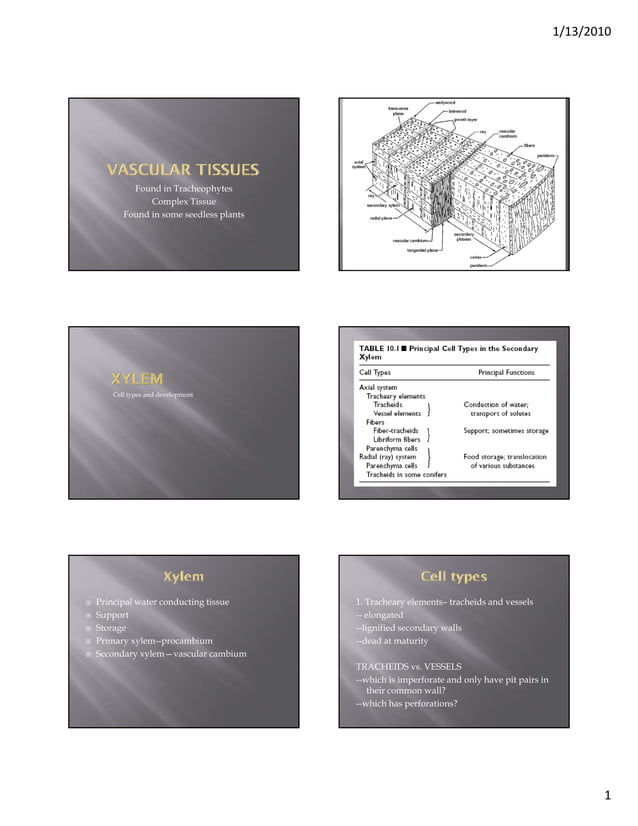 Vascular Tissues | PDF