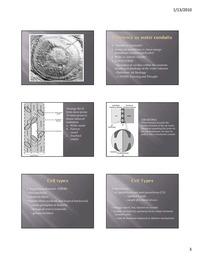 Vascular Tissues | PDF