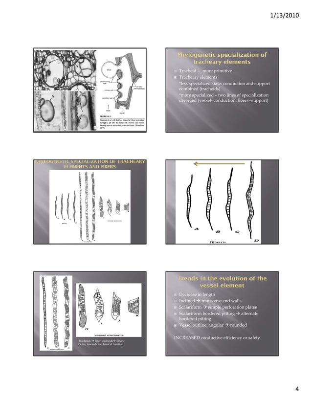 Vascular Tissues | PDF
