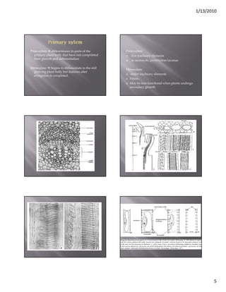 Vascular Tissues | PDF