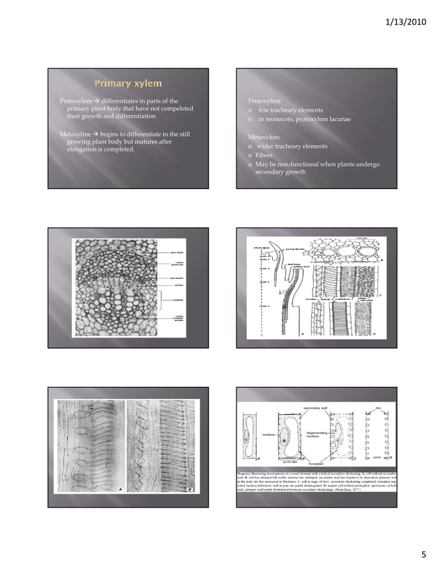 Vascular Tissues | PDF