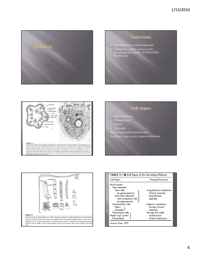 Vascular Tissues | PDF