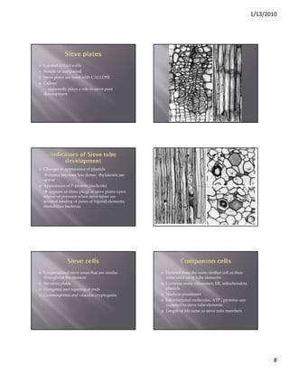 Vascular Tissues | PDF