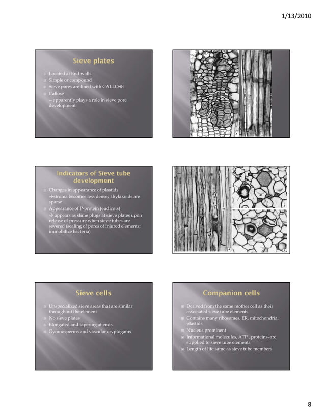 Vascular Tissues | PDF