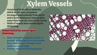Vascular Tissues form 5 biology kssm notes | PPT