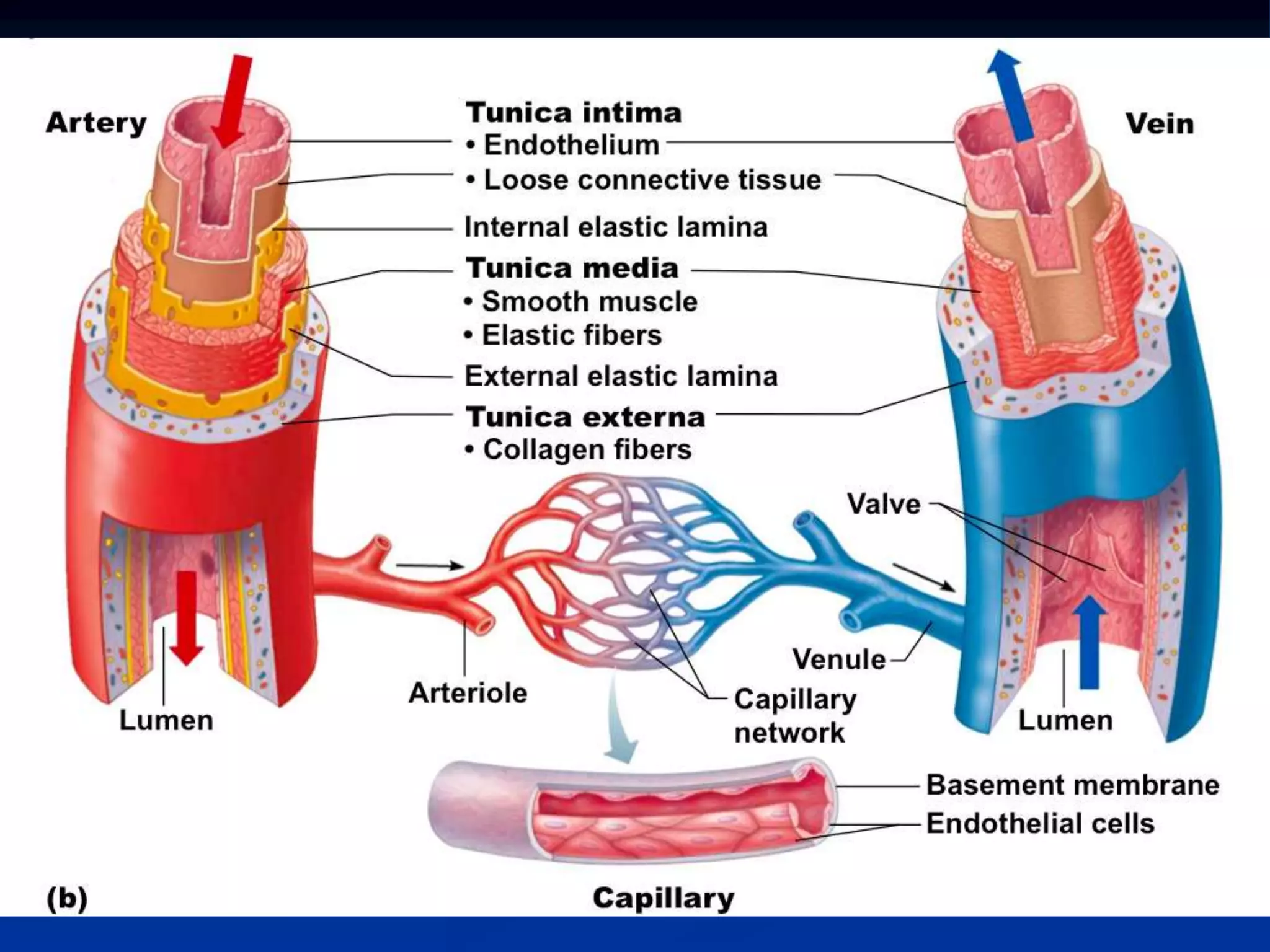 Vascular Trauma.pptx