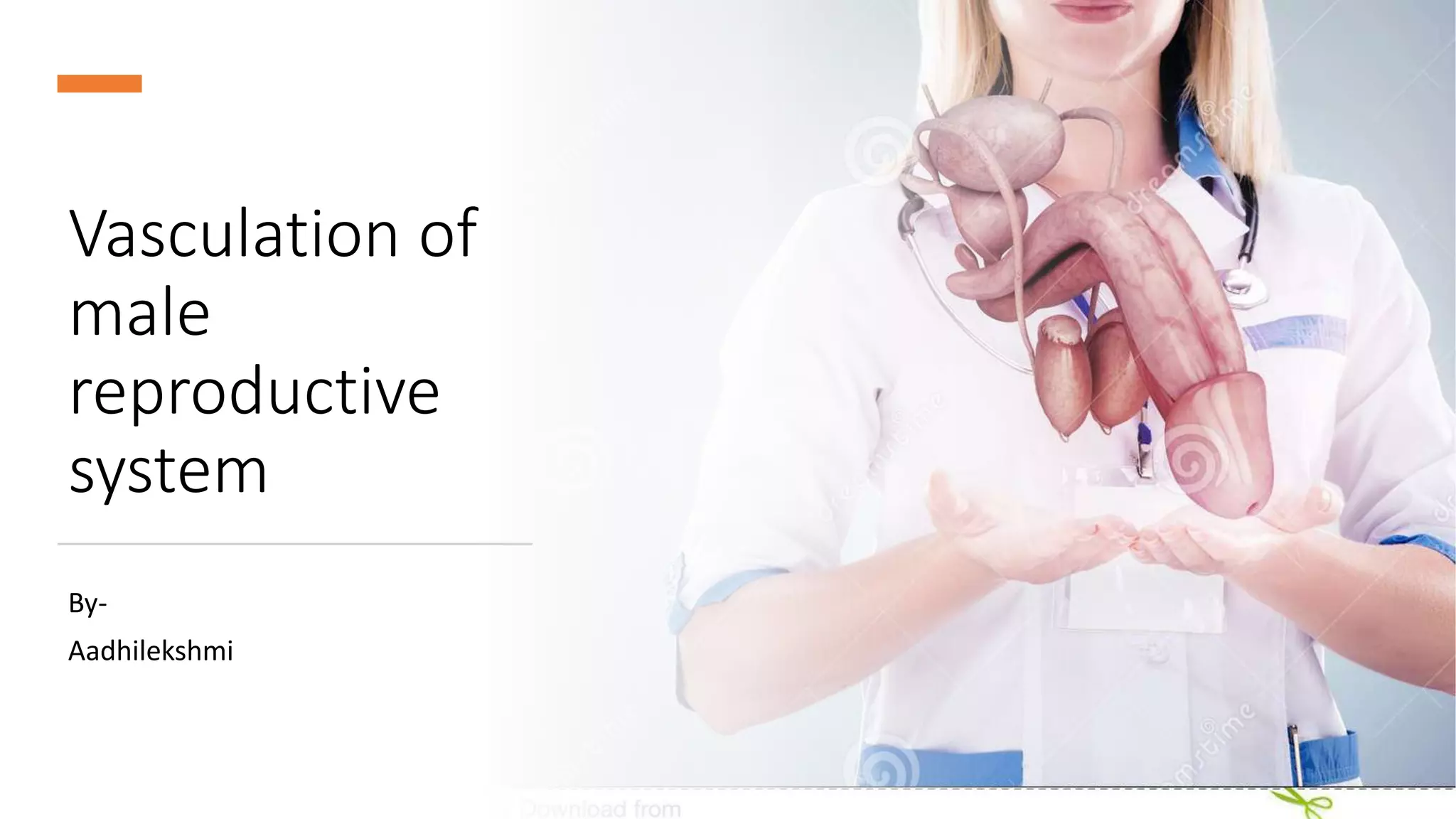 Vasculation of male RS.pptx