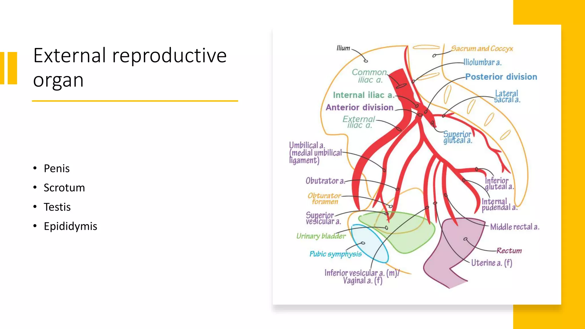 Vasculation of male RS.pptx