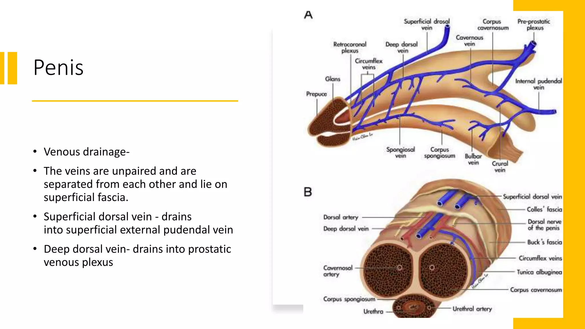 Vasculation of male RS.pptx