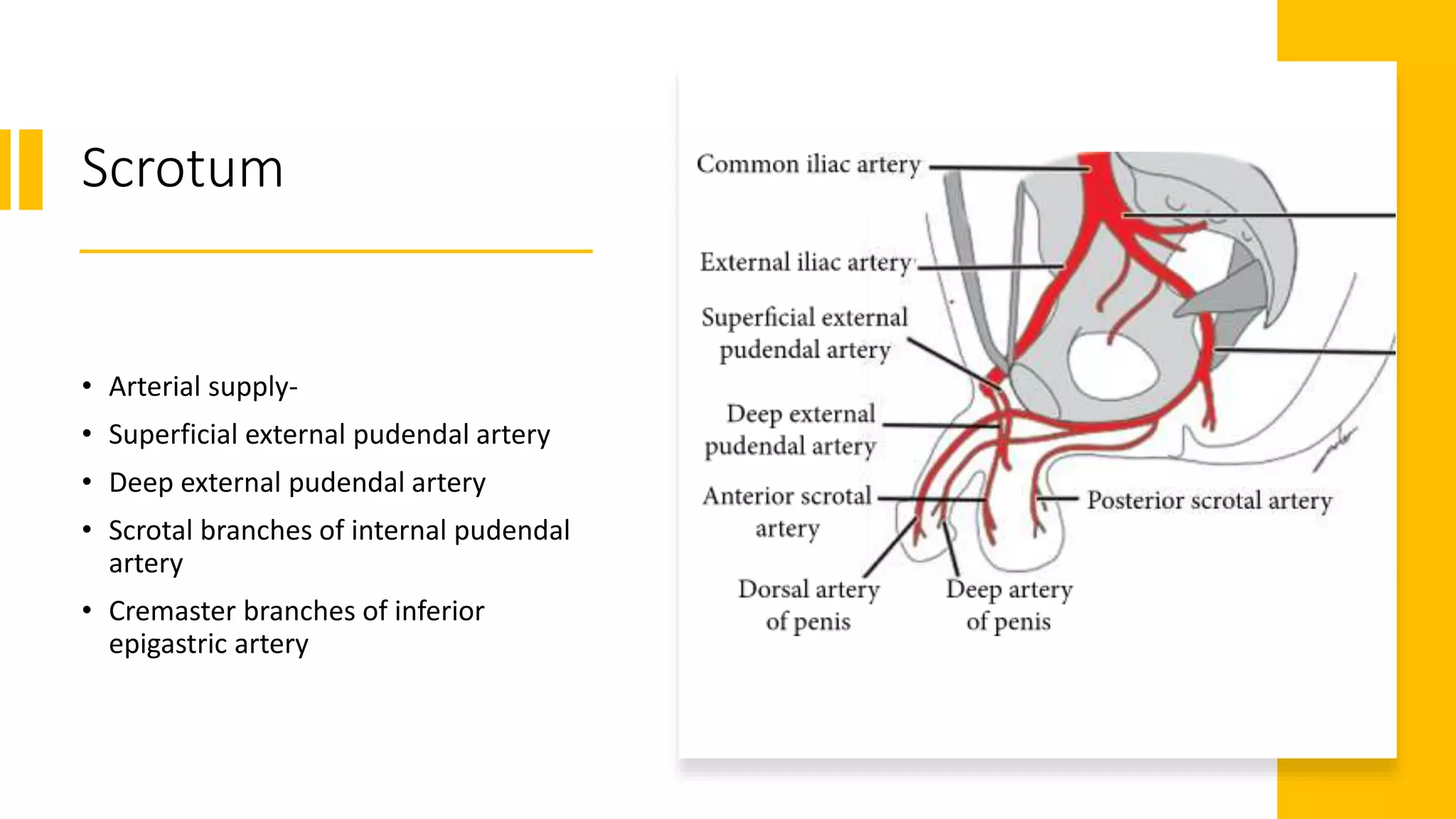 Vasculation of male RS.pptx