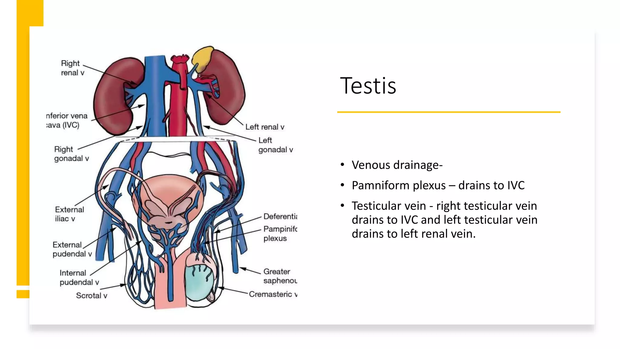 Vasculation of male RS.pptx