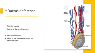 Vasculation of male RS.pptx
