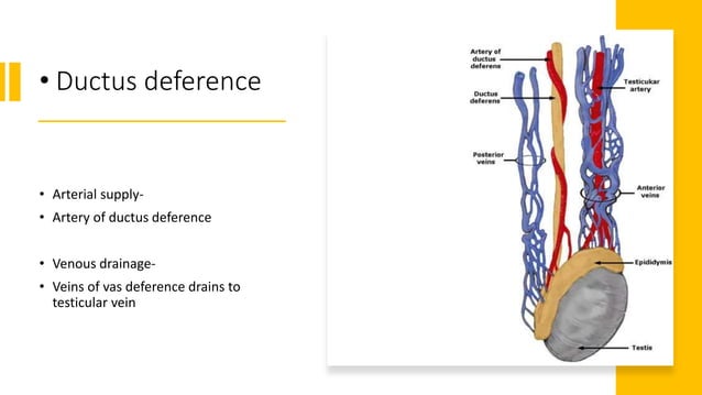 Vasculation of male RS.pptx