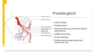 Vasculation of male RS.pptx