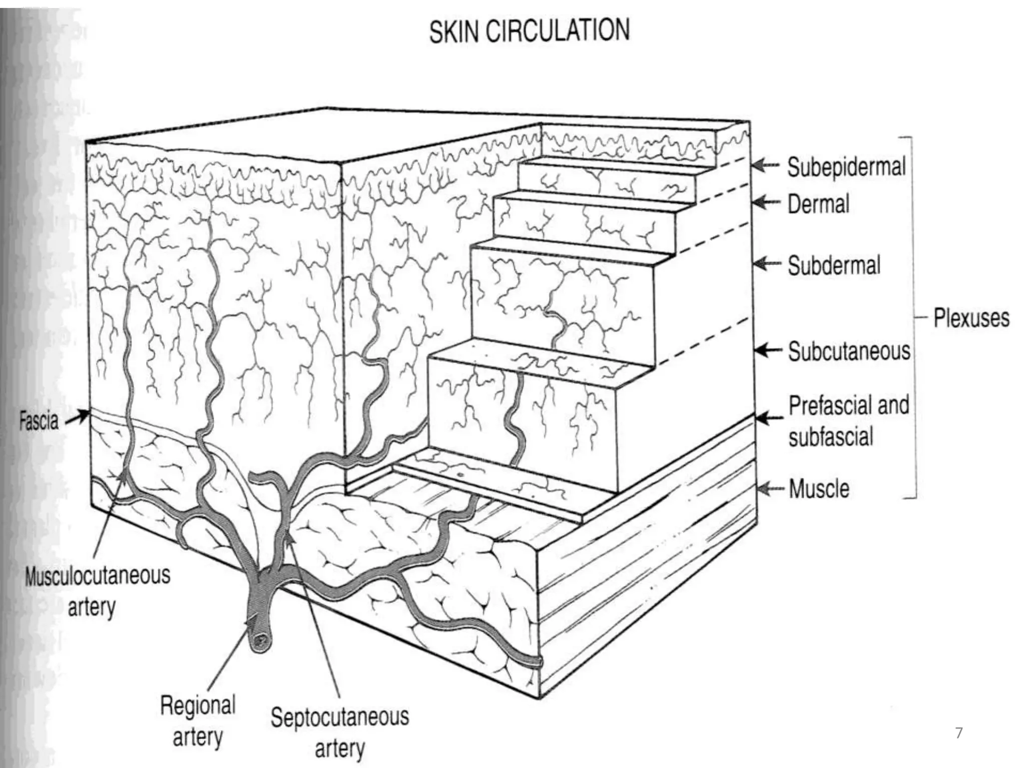 Vasculature and innervation of skin , | PPTX
