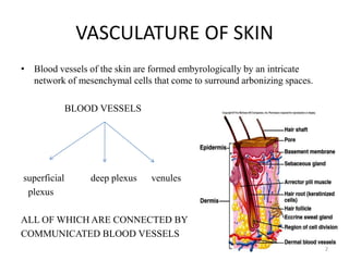Vasculature and innervation of skin , | PPTX