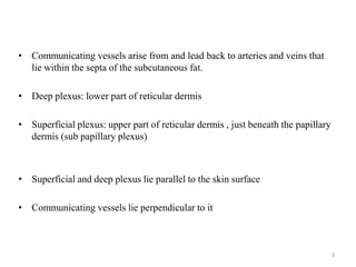 Vasculature and innervation of skin , | PPTX