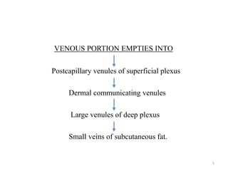 Vasculature and innervation of skin , | PPTX