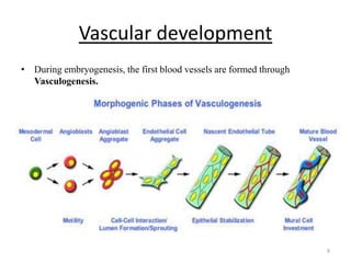 Vasculature and innervation of skin , | PPTX