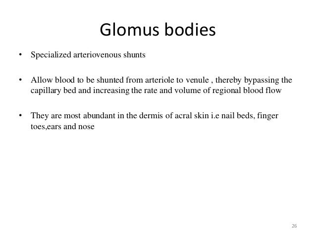 Vasculature and innervation of skin