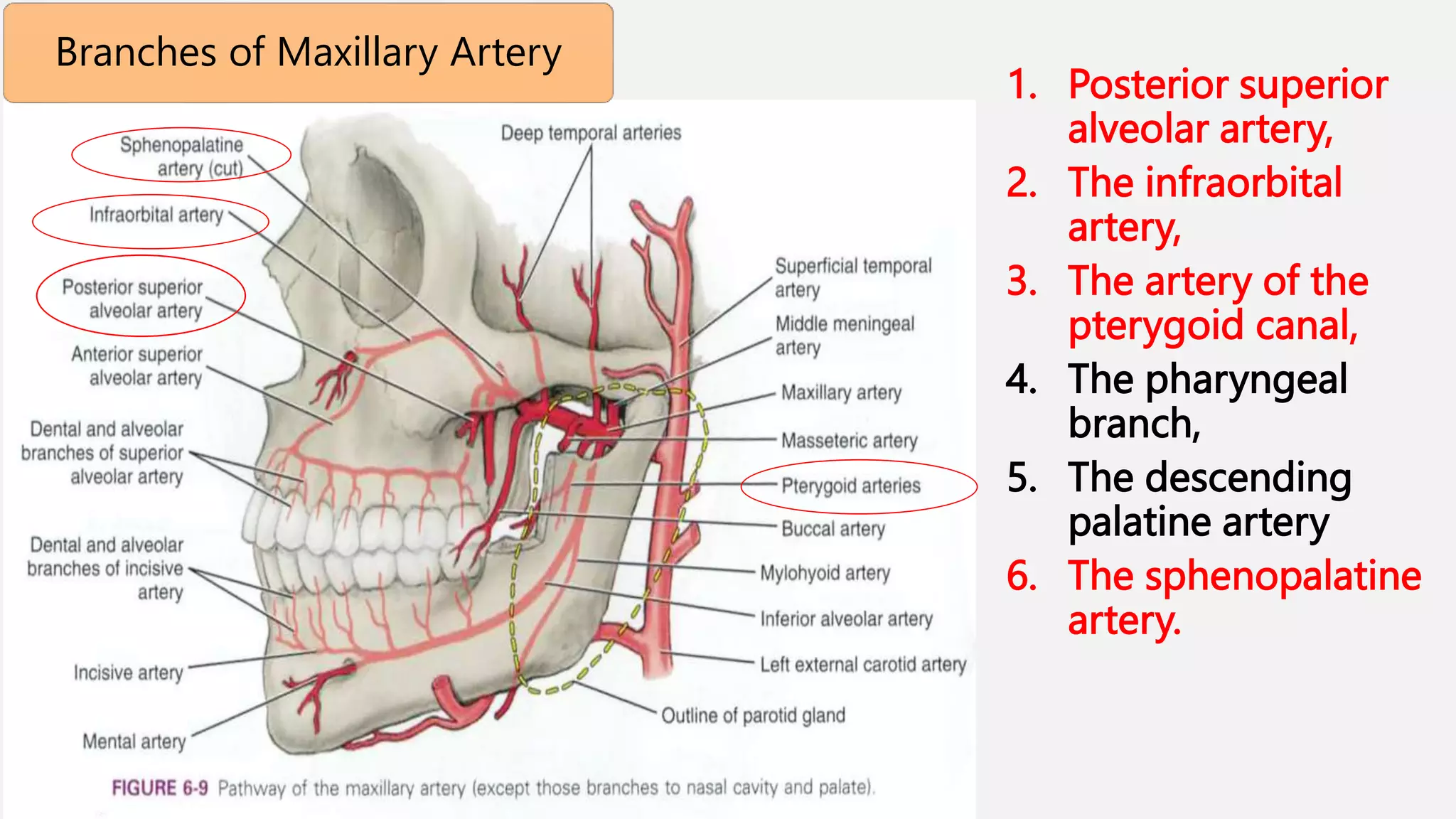 Vasculature and lymphatic drainage of Oral Cavity.pptx