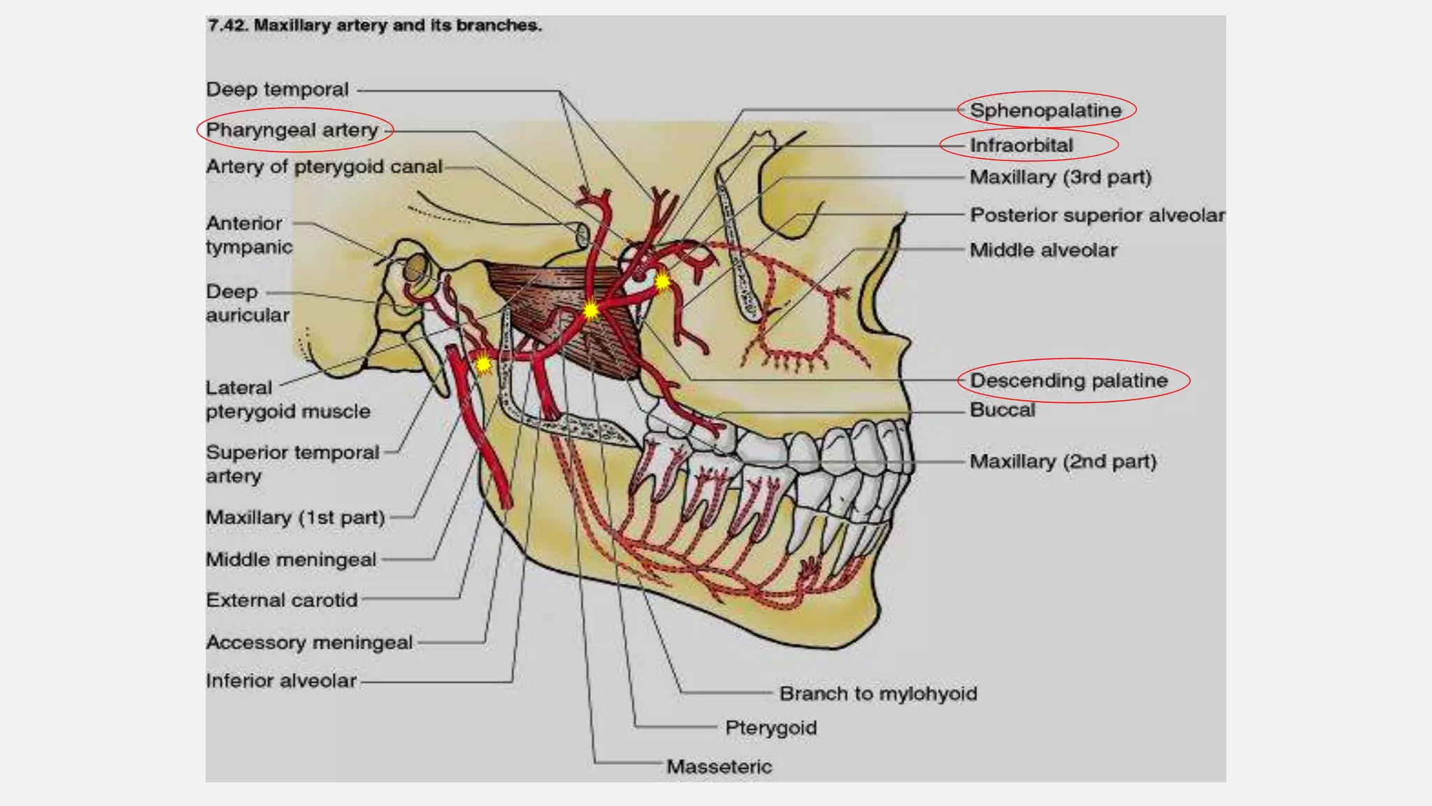 Vasculature and lymphatic drainage of Oral Cavity.pptx