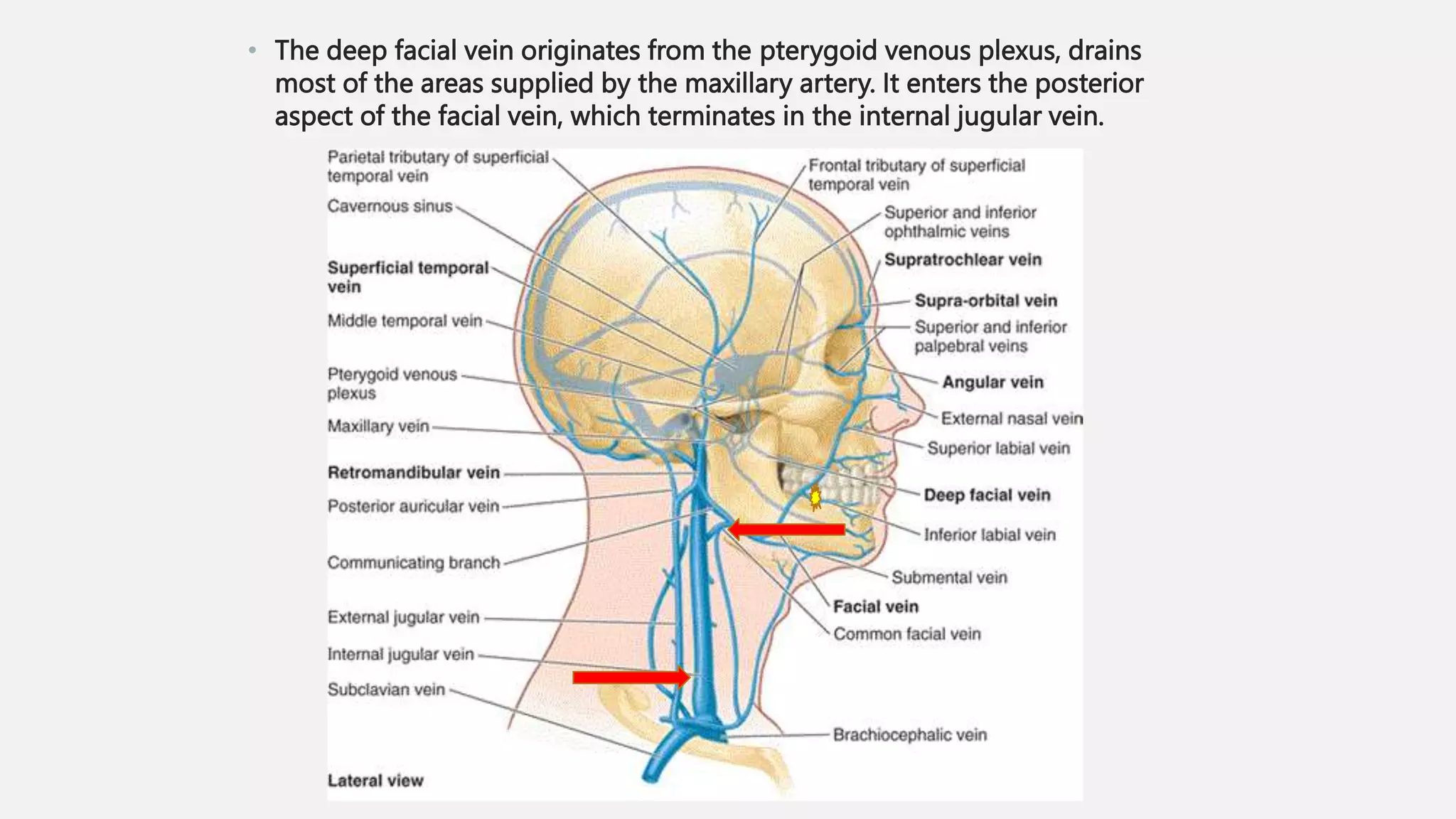 Vasculature and lymphatic drainage of Oral Cavity.pptx