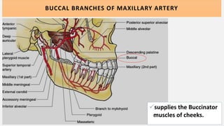 Vasculature and lymphatic drainage of Oral Cavity.pptx