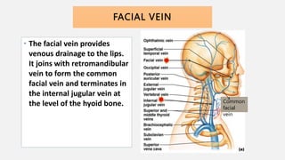 Vasculature and lymphatic drainage of Oral Cavity.pptx