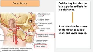 Vasculature and lymphatic drainage of Oral Cavity.pptx